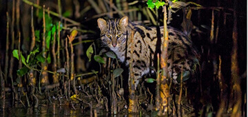 BioDiversity - ESG Key Sustainability Topics | Vedanta Limited