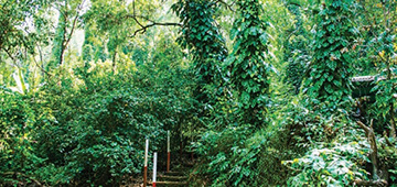 BioDiversity - ESG Key Sustainability Topics | Vedanta Limited