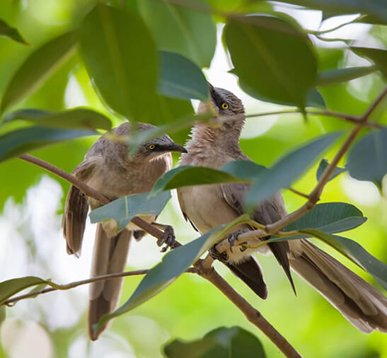 BioDiversity - ESG Key Sustainability Topics | Vedanta Limited