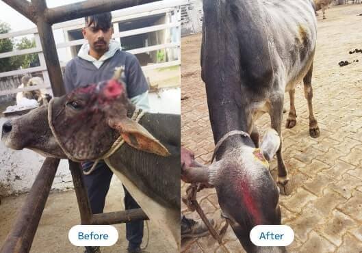 TACO | Animal Welfare: Safeguarding the Rescued | Vedanta Limited