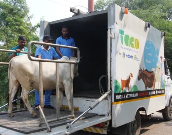 TACO | Animal Welfare: Safeguarding the Rescued | Vedanta Limited