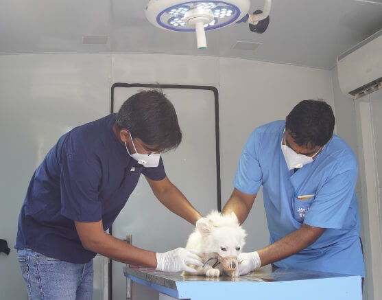 TACO | Animal Welfare: Safeguarding the Rescued | Vedanta Limited