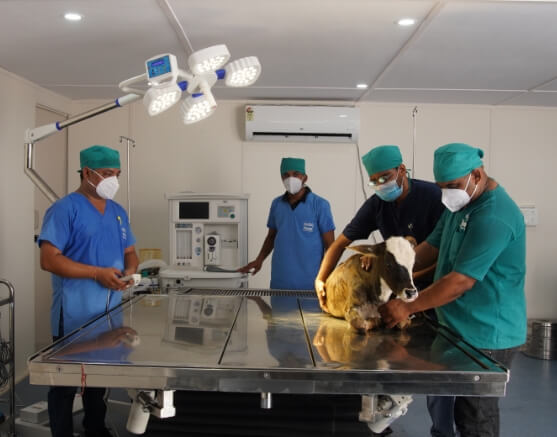 TACO | Animal Welfare: Safeguarding the Rescued | Vedanta Limited