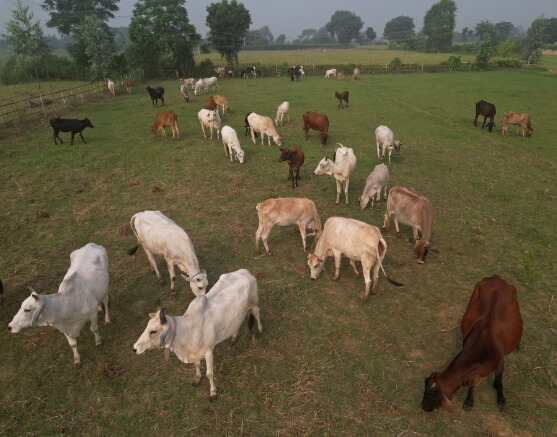 TACO | Animal Welfare: Safeguarding the Rescued | Vedanta Limited