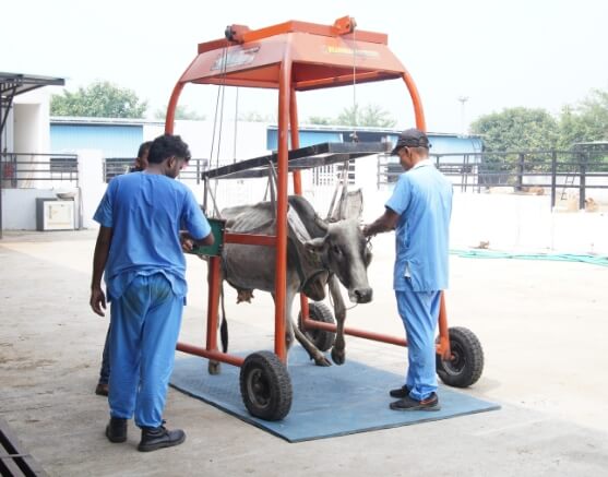 TACO | Animal Welfare: Safeguarding the Rescued | Vedanta Limited