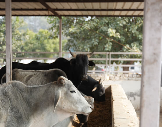 TACO | Animal Welfare: Safeguarding the Rescued | Vedanta Limited